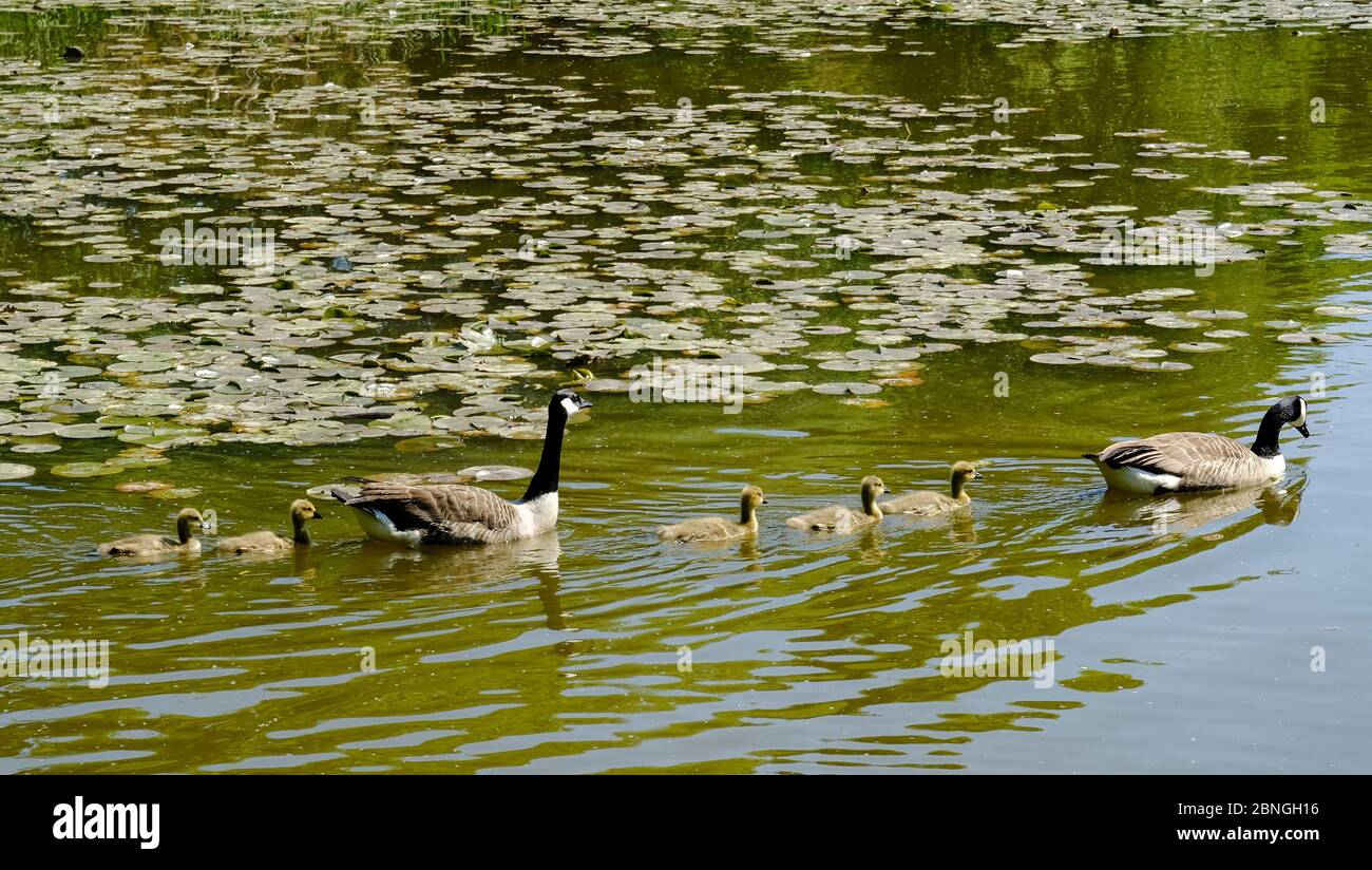 Geese in Spring, swimming on a pond with their chicks Stock Photo - Alamy