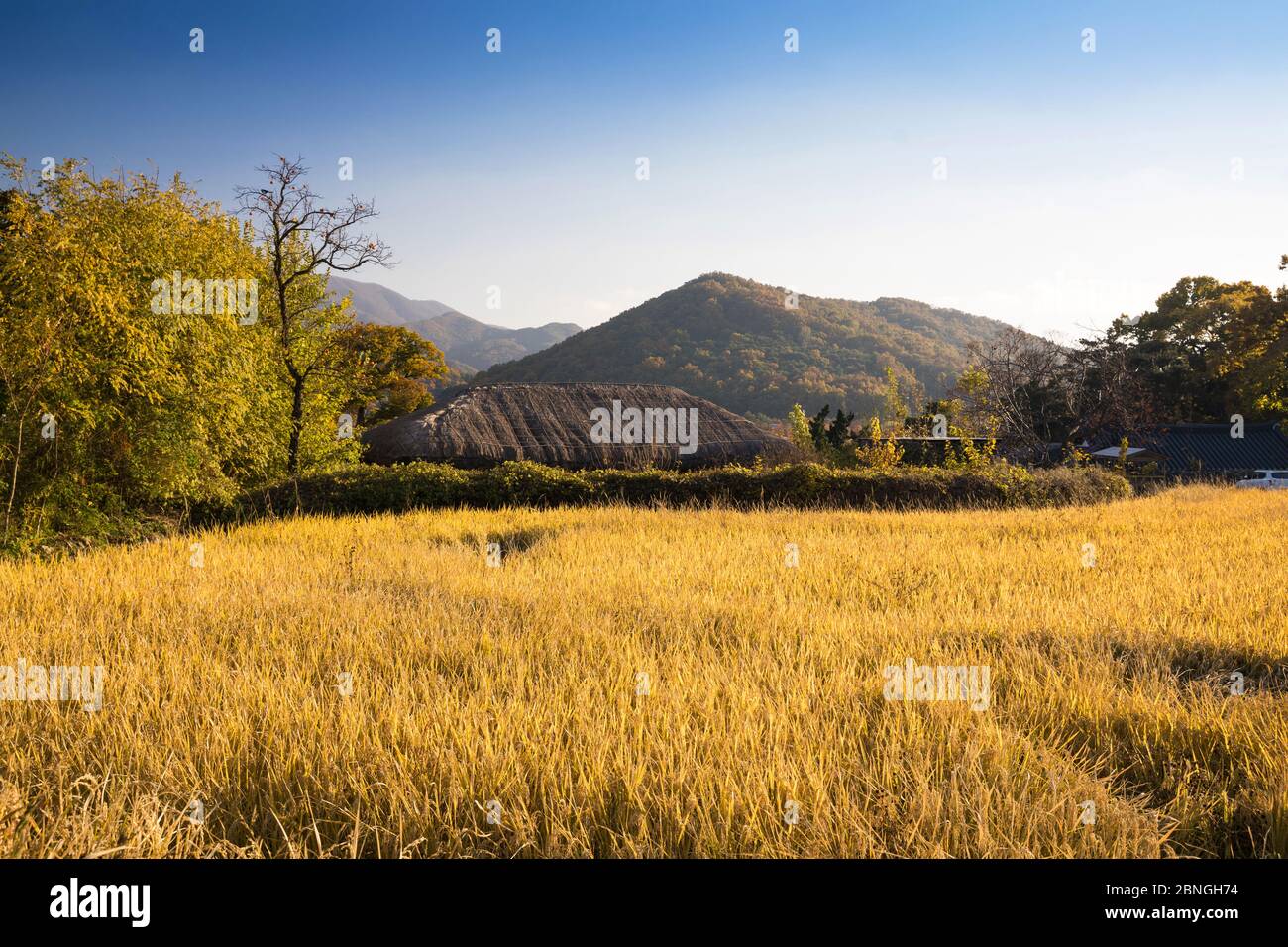 Beautiful autumn rice field and traditional thatched house. Traditional ...