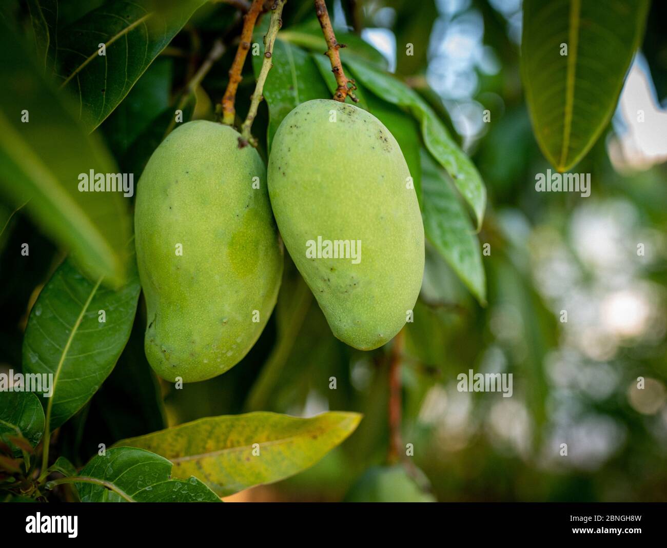 Closeup of fresh green mangoes hanging from a tree Stock Photo - Alamy