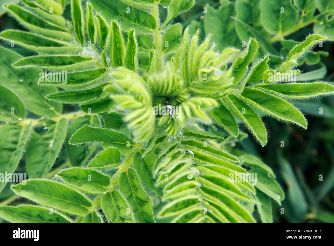 Astragalus close-up. Also called milk vetch, goat's-thorn or vine-like ...