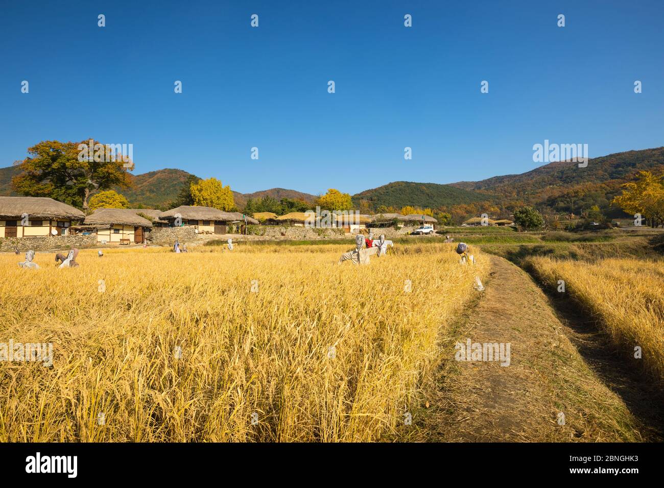 Beautiful autumn rice field and traditional thatched house. Traditional ...