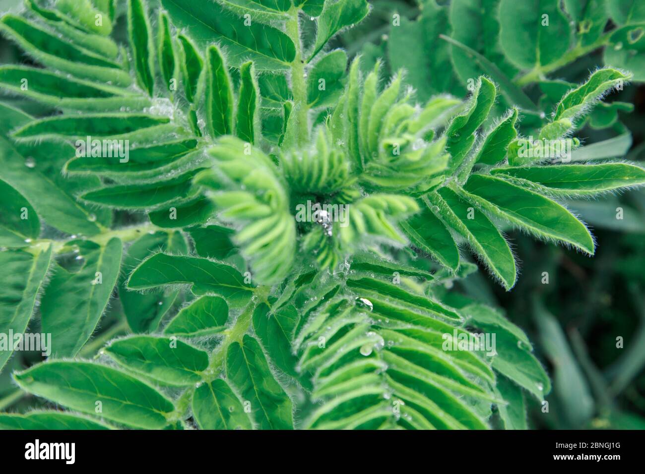 Astragalus close-up. Also called milk vetch, goat's-thorn or vine-like ...