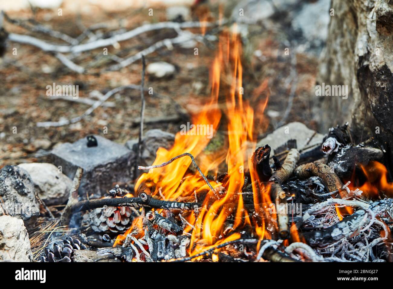 The bonfire is bred in a spruce forest of branches and cones. Stones ...