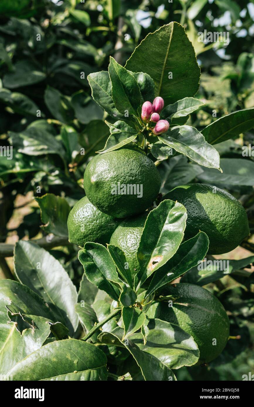 Persian lime tree hi-res stock photography and images - Alamy