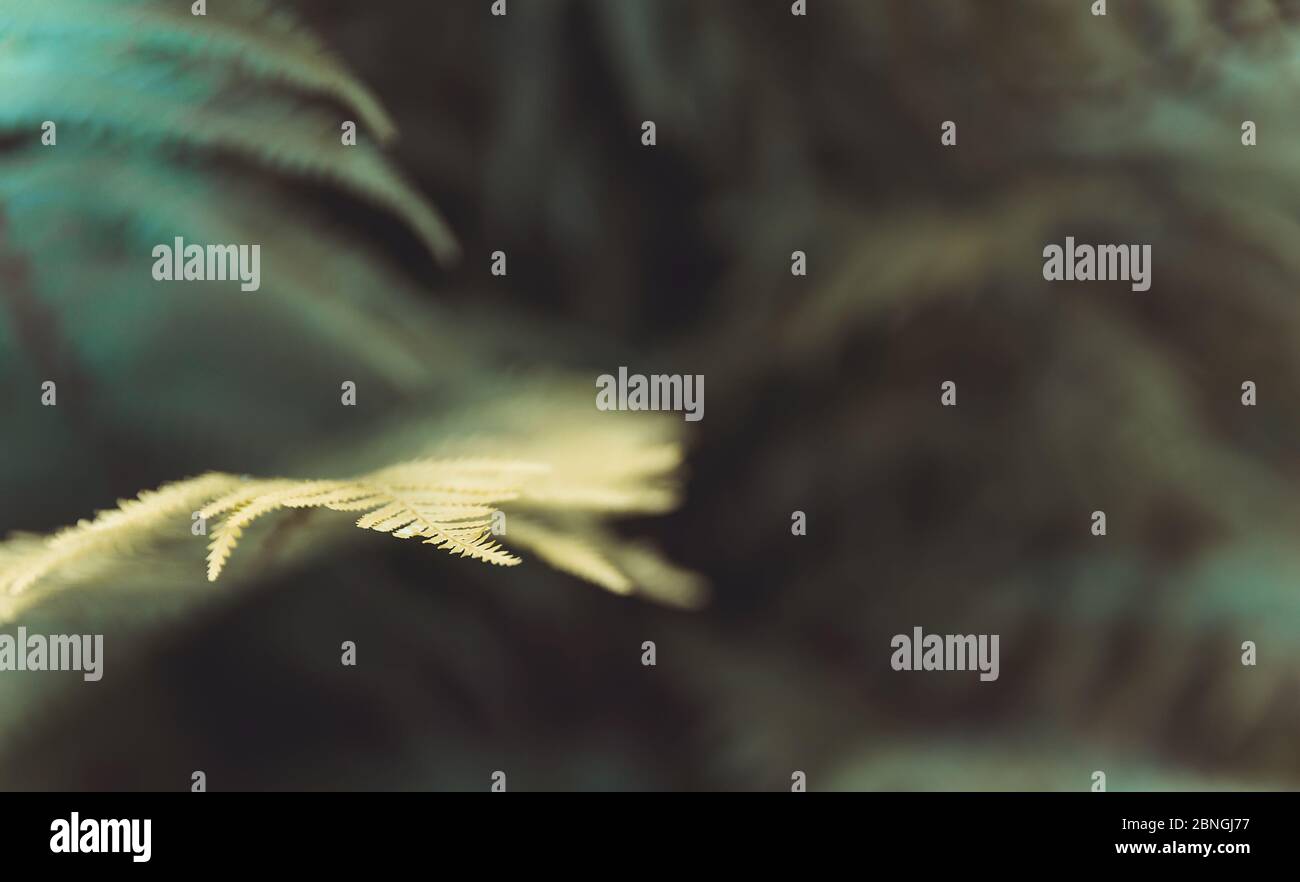 Close up texture of fern, bracken, colored photo Stock Photo - Alamy