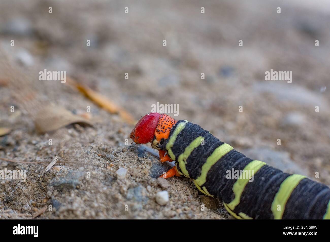 Tetrio sphinx moth pseudosphinx tetrio hi-res stock photography and ...