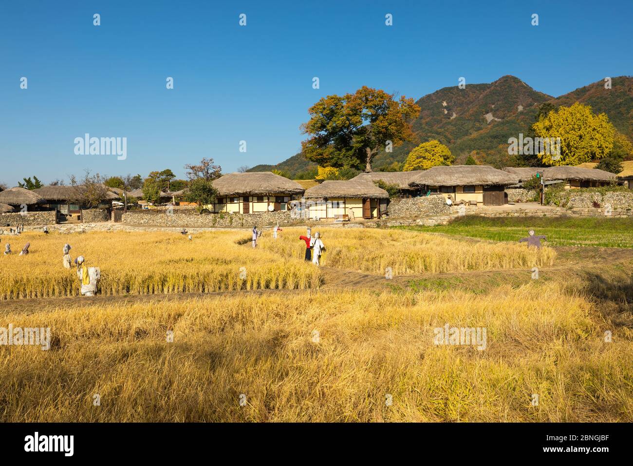 South korea rice farming harvest season hi-res stock photography and ...