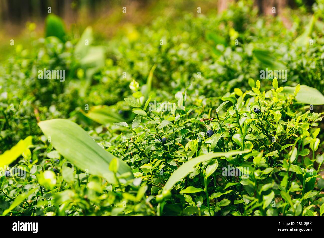 Natural blueberry bushes growing hi-res stock photography and images ...