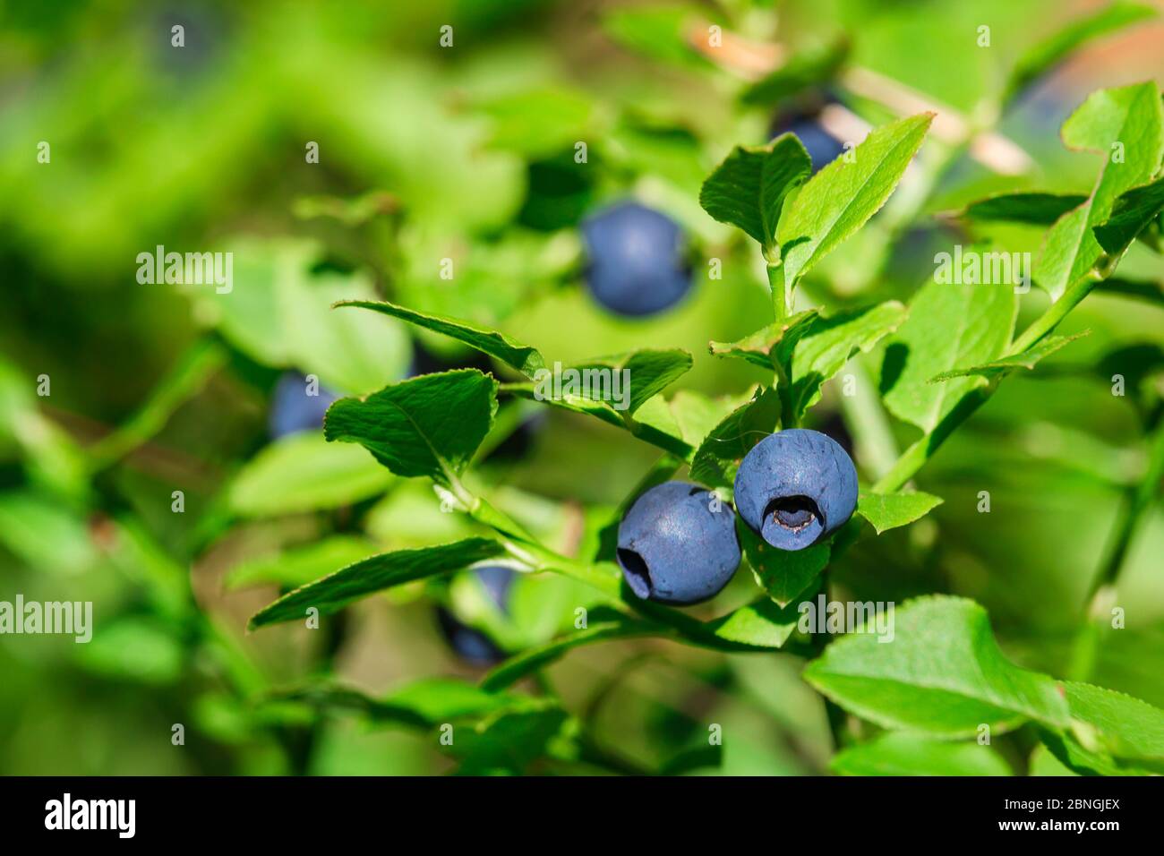 Close up of nice ripe blueberry in forest Stock Photo - Alamy