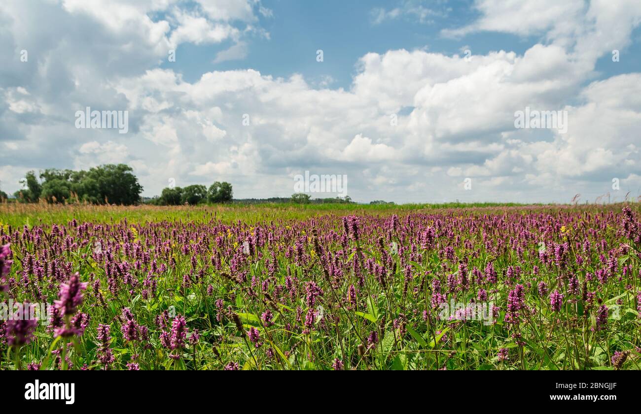 Nice summer flower field with trees and cloudy sky. Czech landscape ...