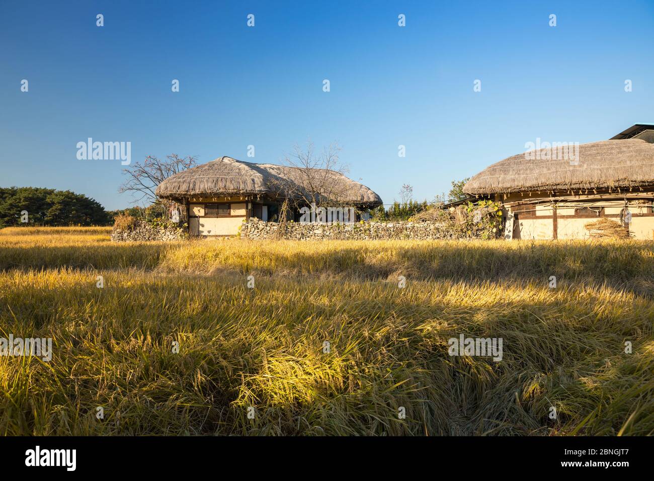 Beautiful autumn rice field and traditional thatched house. Traditional ...