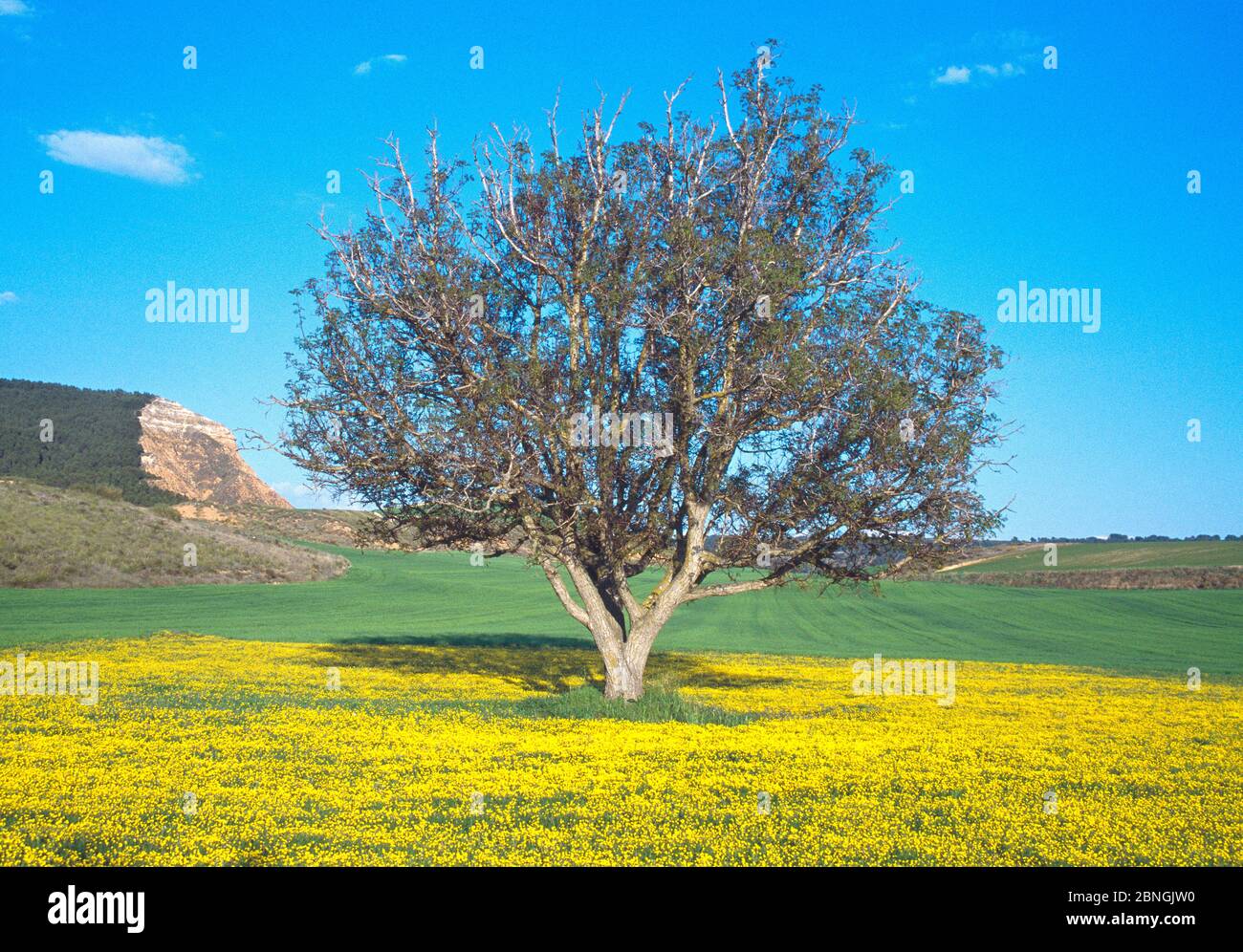 Arbol en flor uno hi-res stock photography and images - Alamy