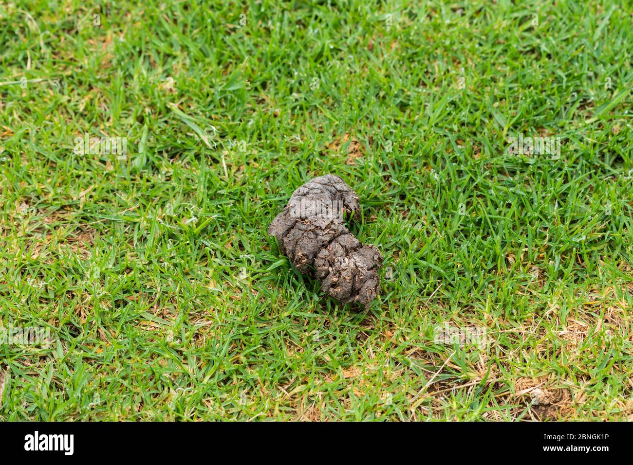 Chacma baboon (Papio ursinus) animal feces, faeces, excrement ...