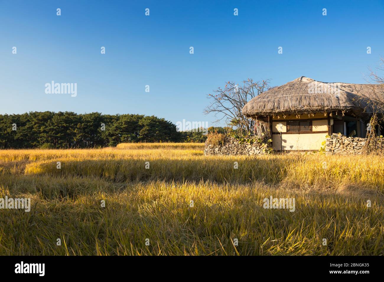 Beautiful autumn rice field and traditional thatched house. Traditional ...