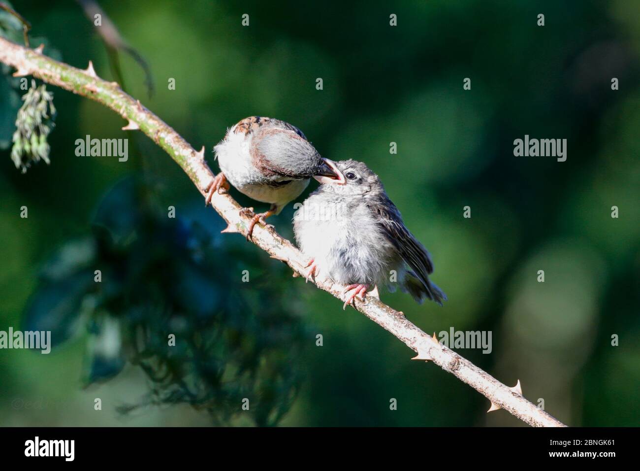 Fledgling sparrow hi-res stock photography and images - Alamy