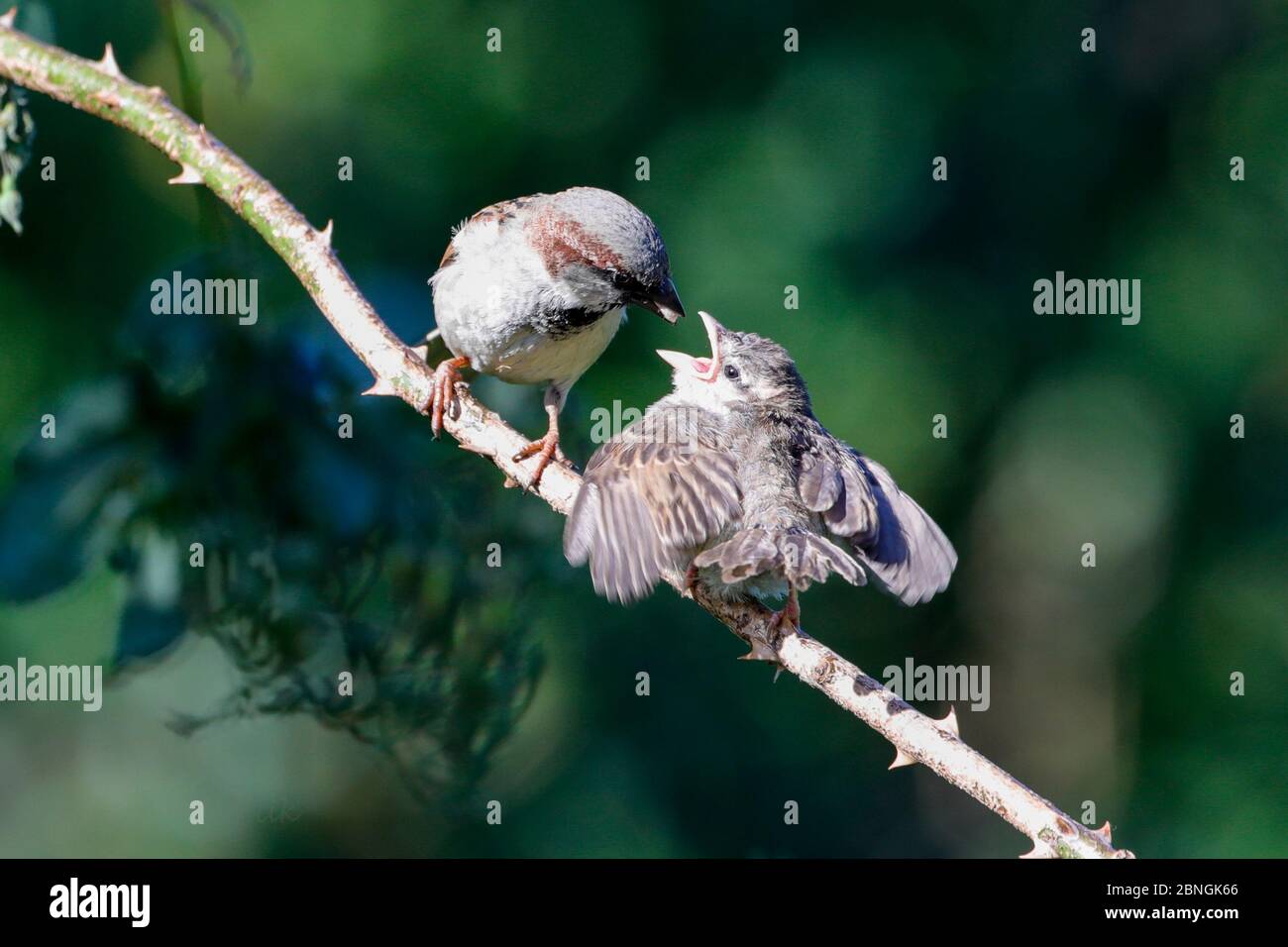 Fledgling sparrow hi-res stock photography and images - Alamy