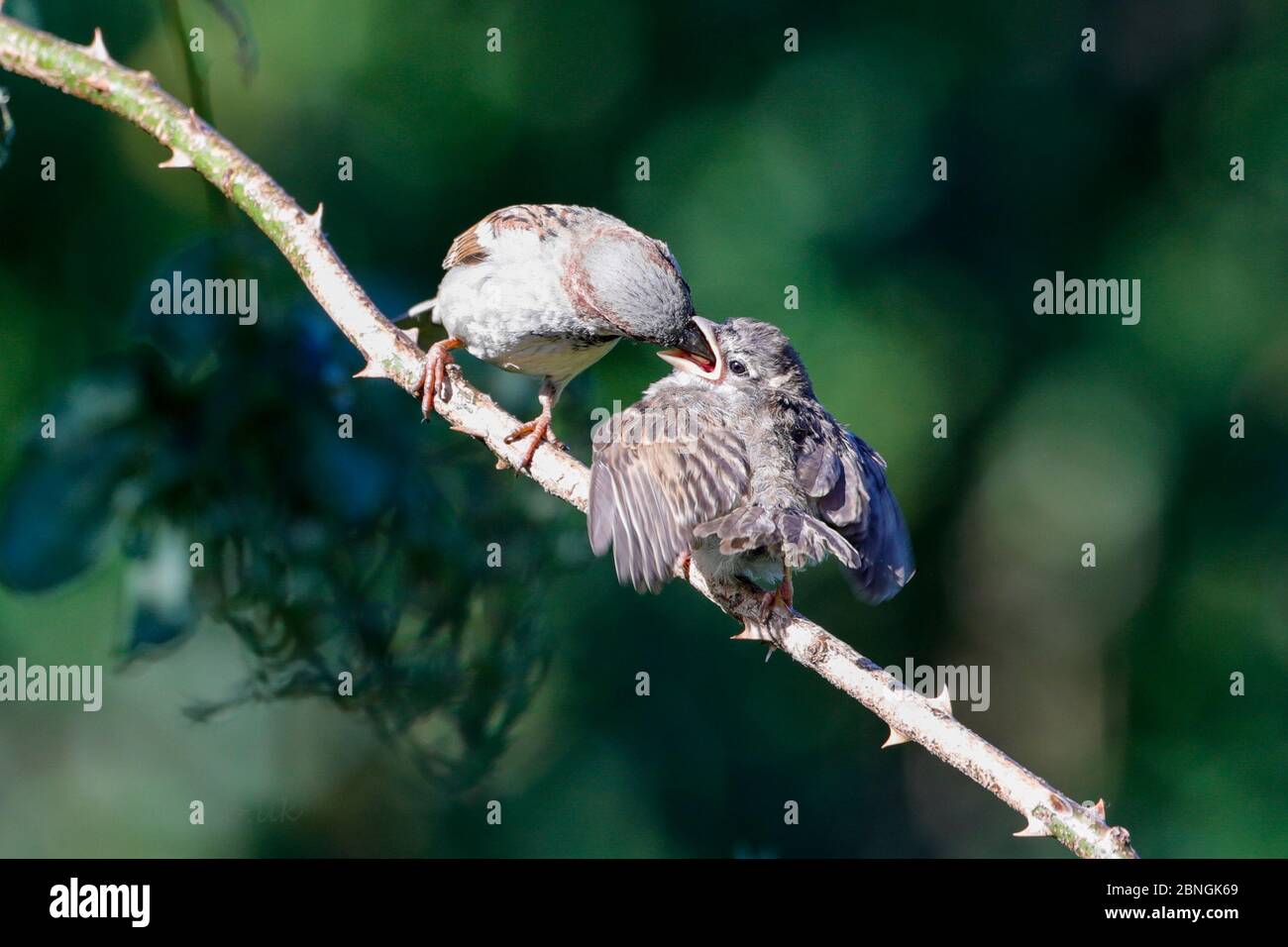 Fledgling sparrow hi-res stock photography and images - Alamy