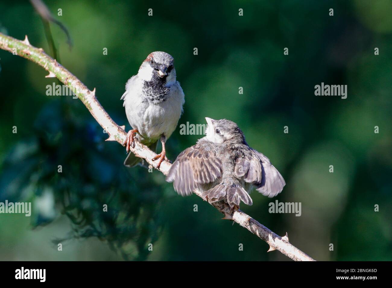 Fledgling sparrow hi-res stock photography and images - Alamy