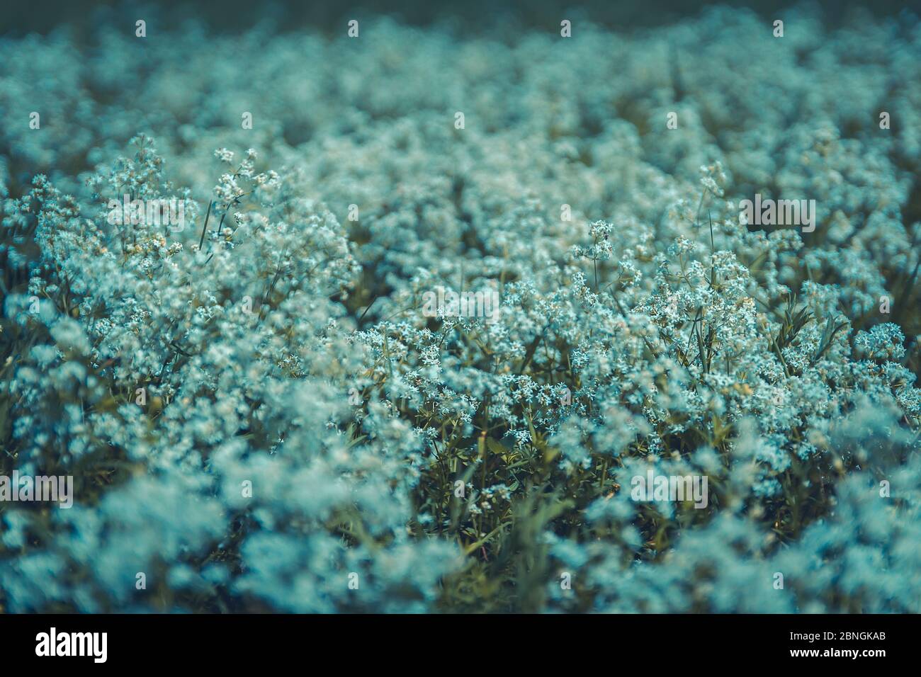 Nice meadow white flower close up photo. Blue toned picture Stock Photo ...