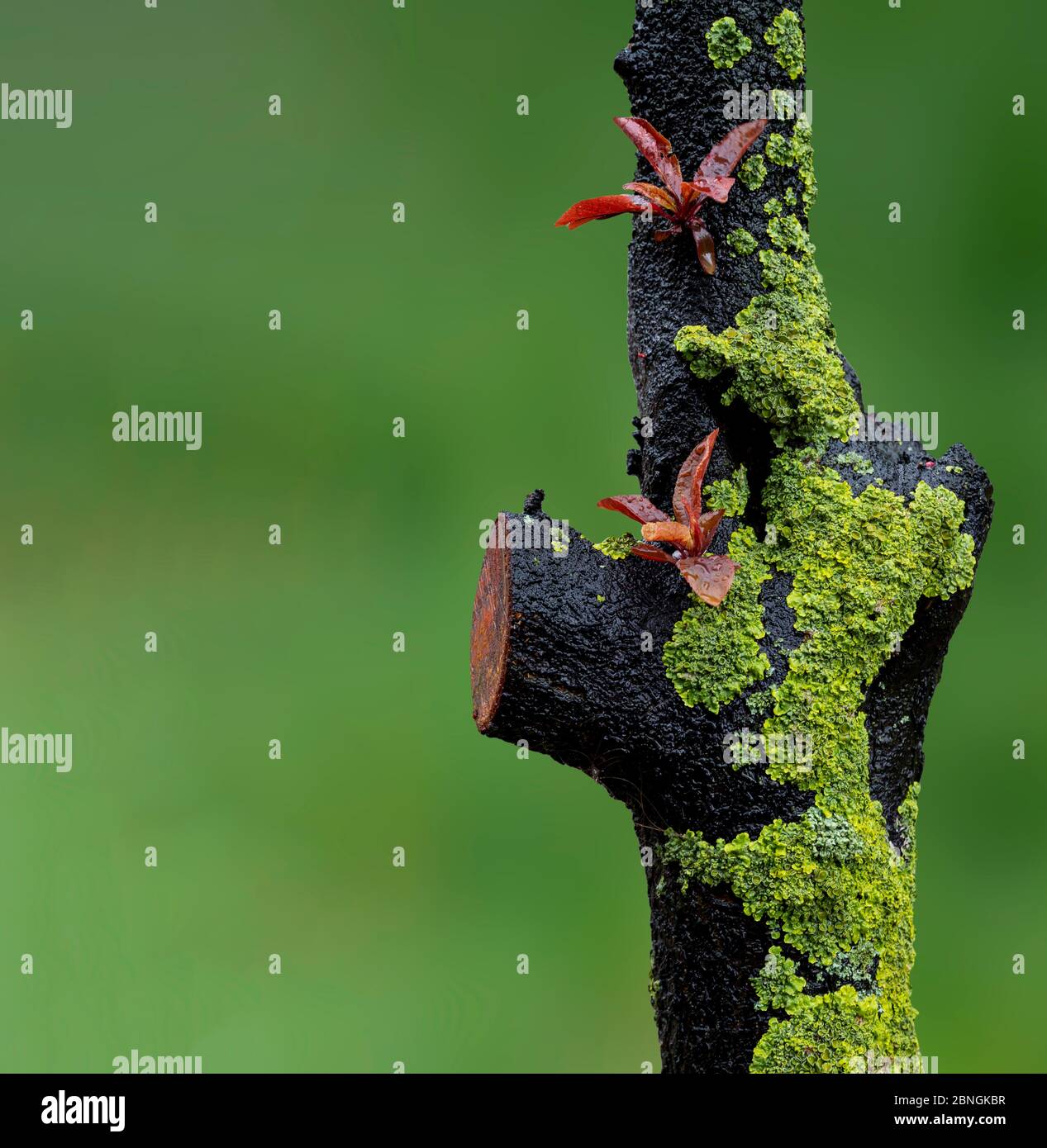 Close up a red budding flower on tree branch Stock Photo - Alamy