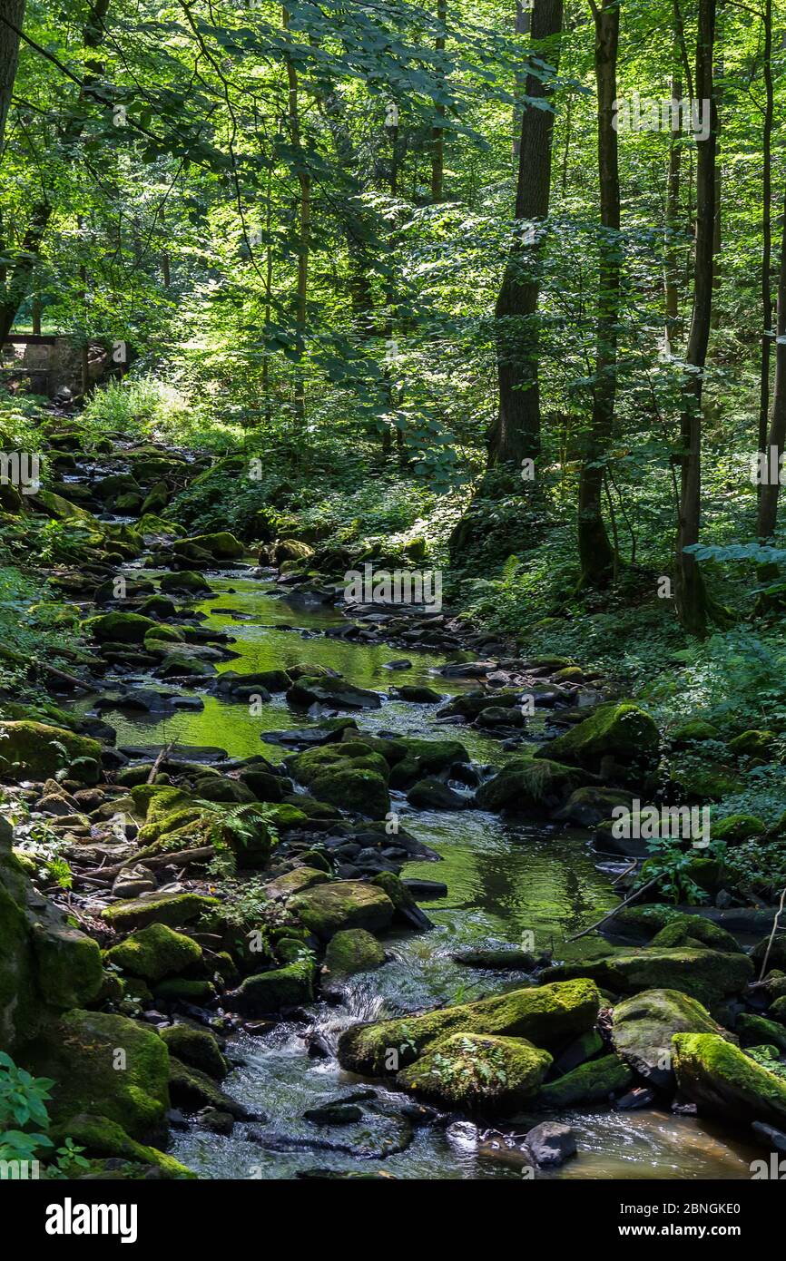 Nice small brook in forest with trees, Czech republic Stock Photo - Alamy