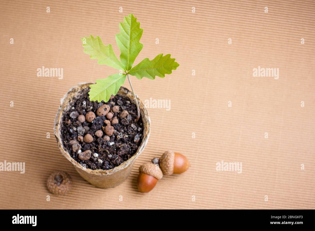 Young oak tree sprout in paper pot Stock Photo - Alamy