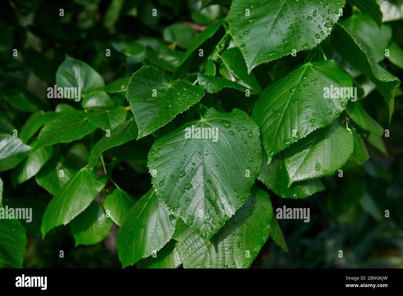 Leaves and trees growth outdoor garden agriculture plants hi-res stock ...