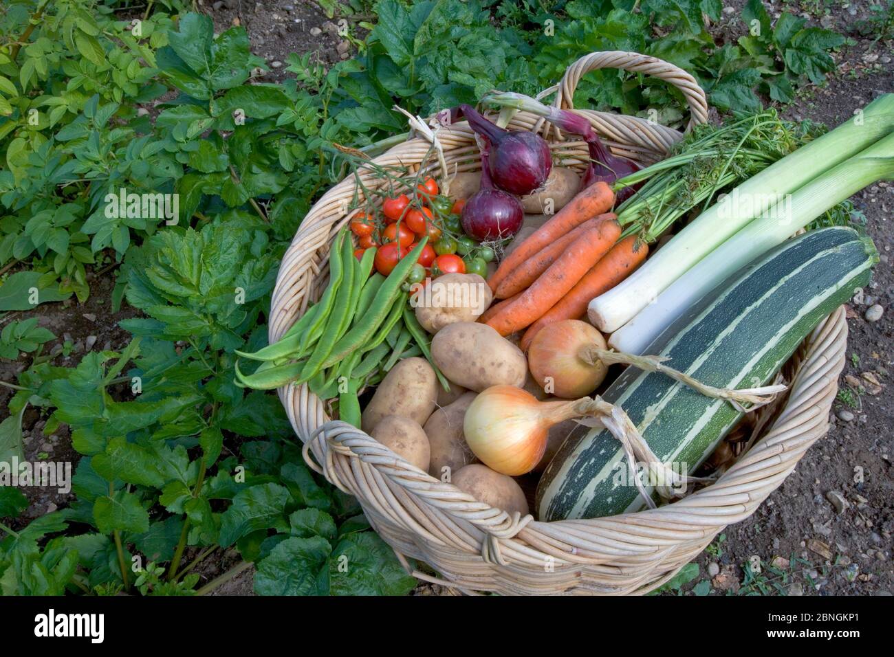 Home grown vegatables hi-res stock photography and images - Alamy