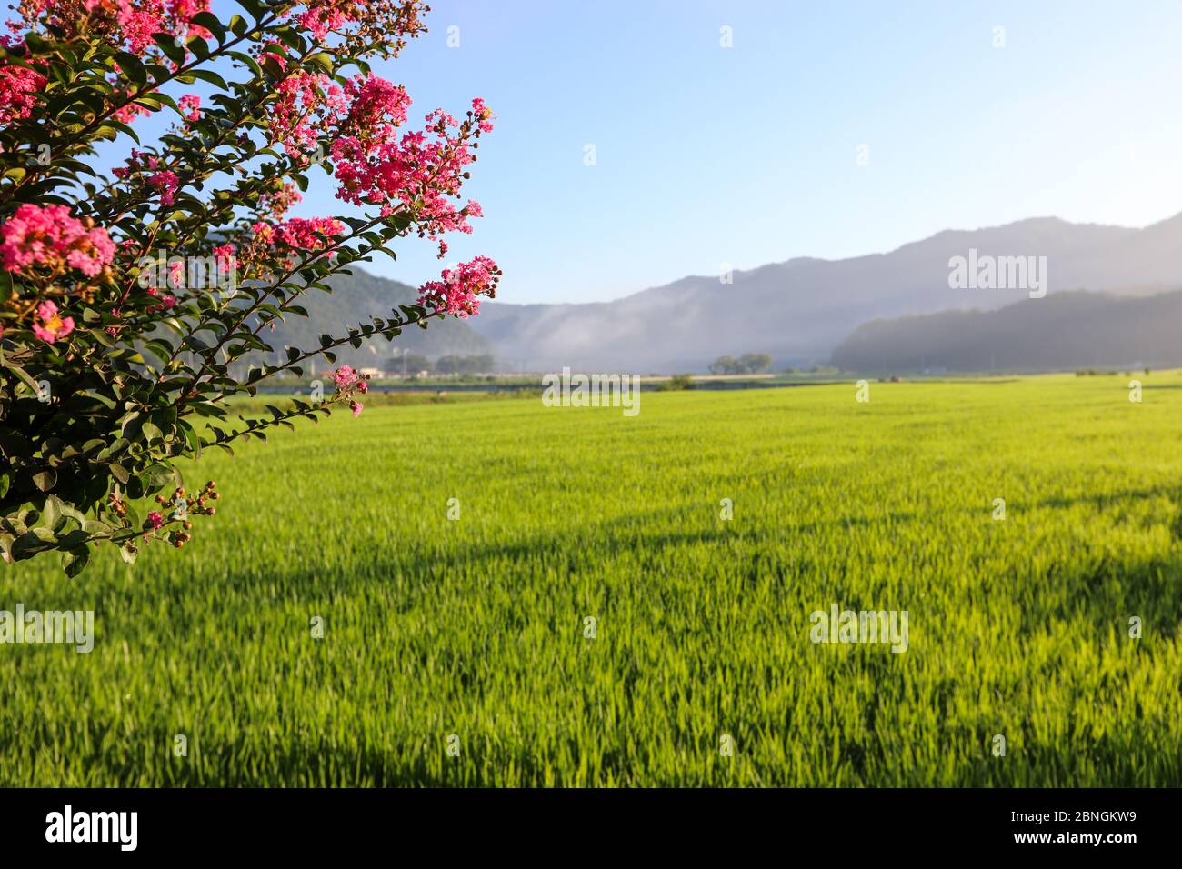 Beautiful red flowers and paddy field. Cheongsong, Gyeongsangbuk-do ...