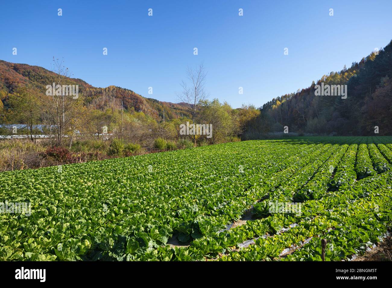 Cabbage patch hi-res stock photography and images - Alamy