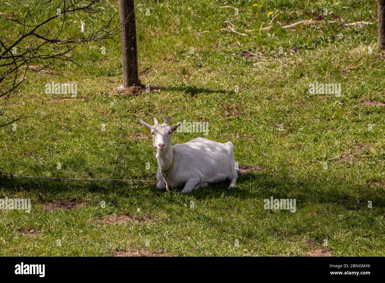 Domestic goat resting in the shadow Stock Photo - Alamy
