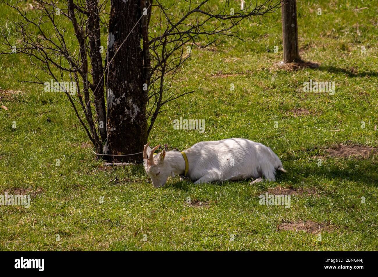 Domestic goat resting under tree Stock Photo - Alamy