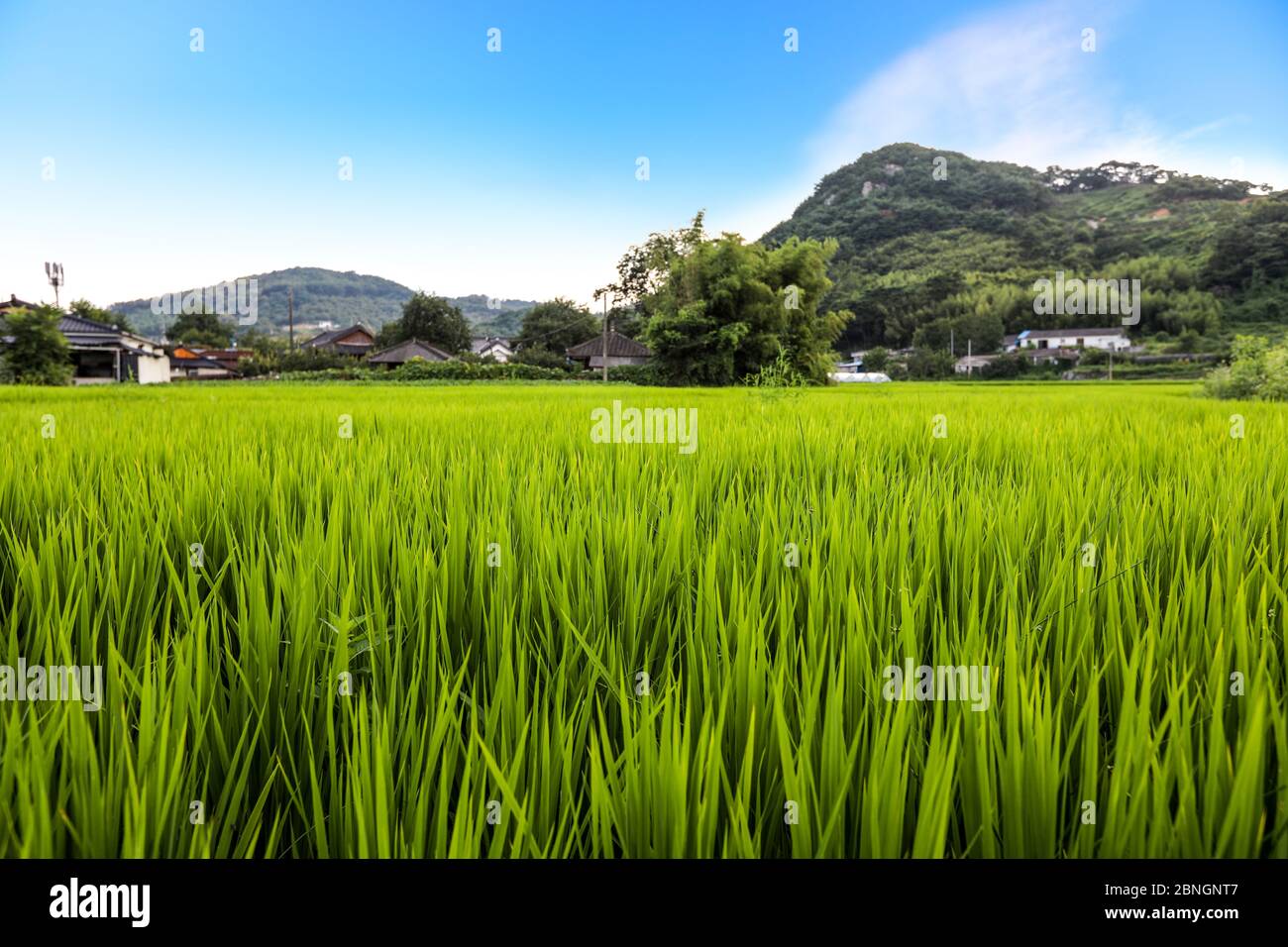 Korean rice fields and villages. Cheongsong, Gyeongsangbuk-do, Korea ...
