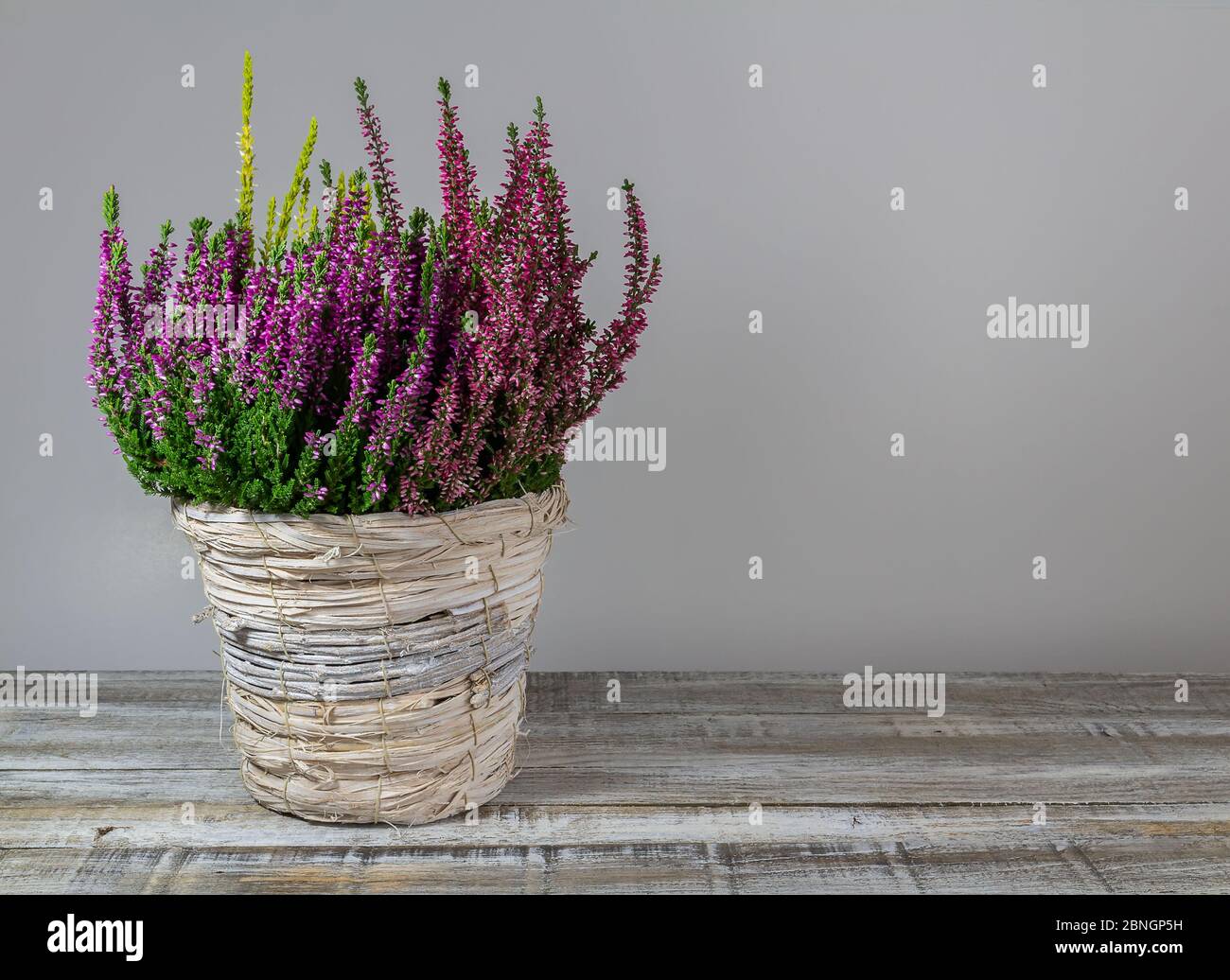 Calluna vulgaris, heath flower in rustic wicker planter on wood desk ...