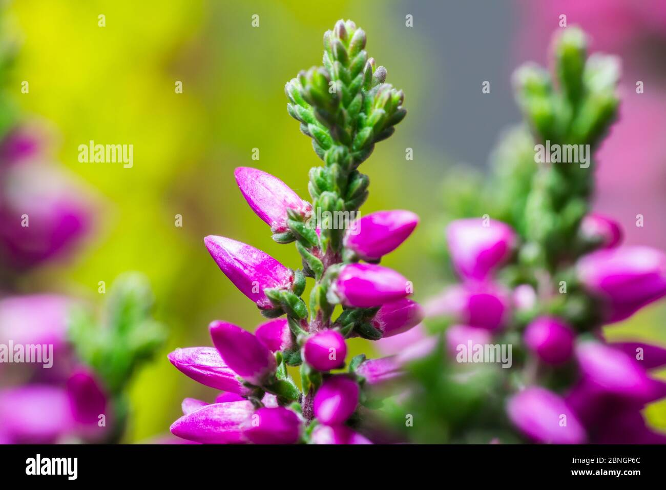 Macro detail of Calluna vulgaris, heath flower violet blossom Stock ...