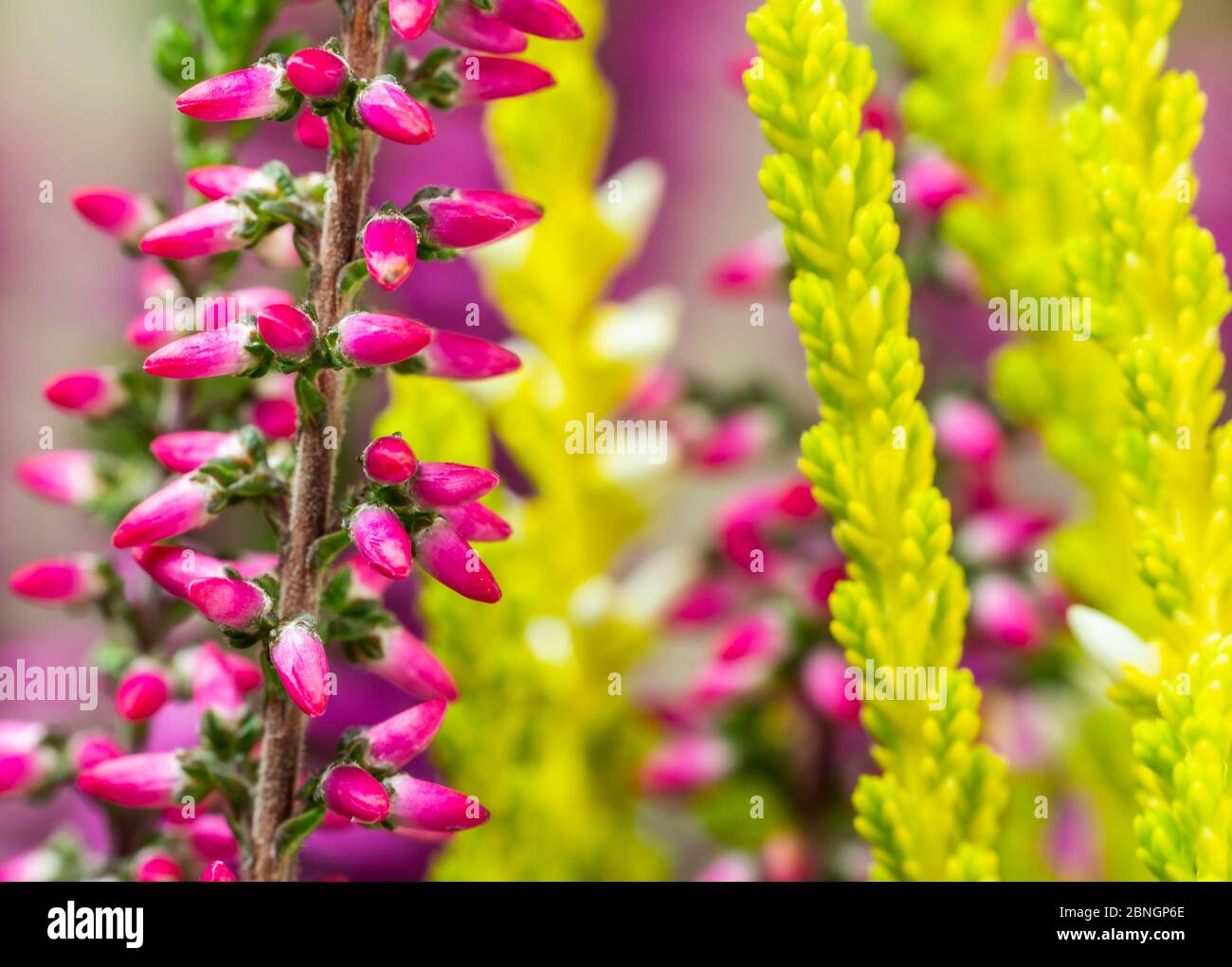 Macro photo of Calluna vulgaris, heath flower pink blossom Stock Photo ...