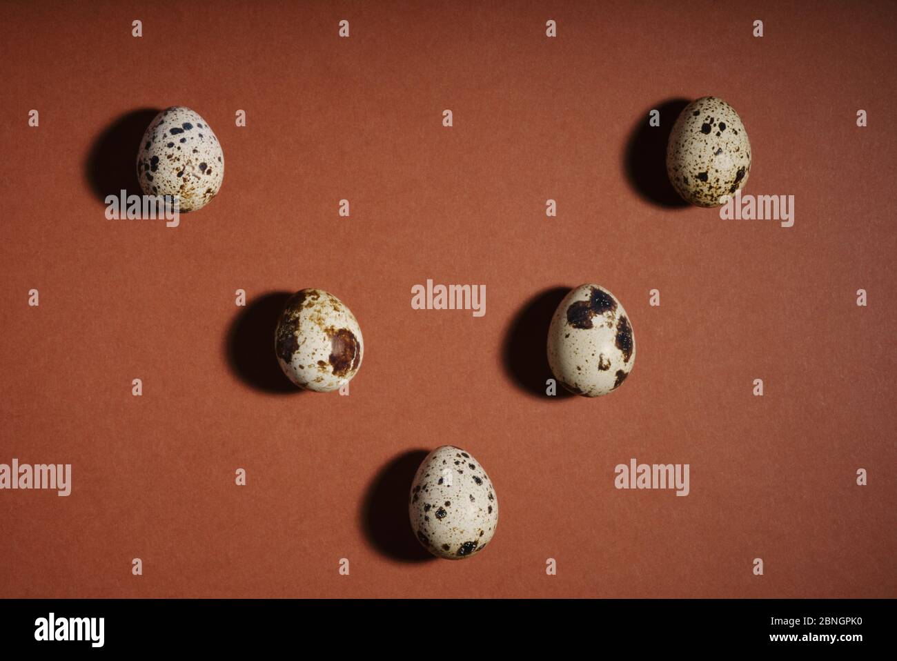 Creative quail egg layout on brown background. Quail eggs pattern ...