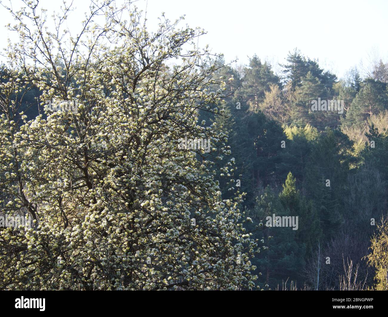 In May, pear blooms in the meadows and wild pear form a beautiful ...