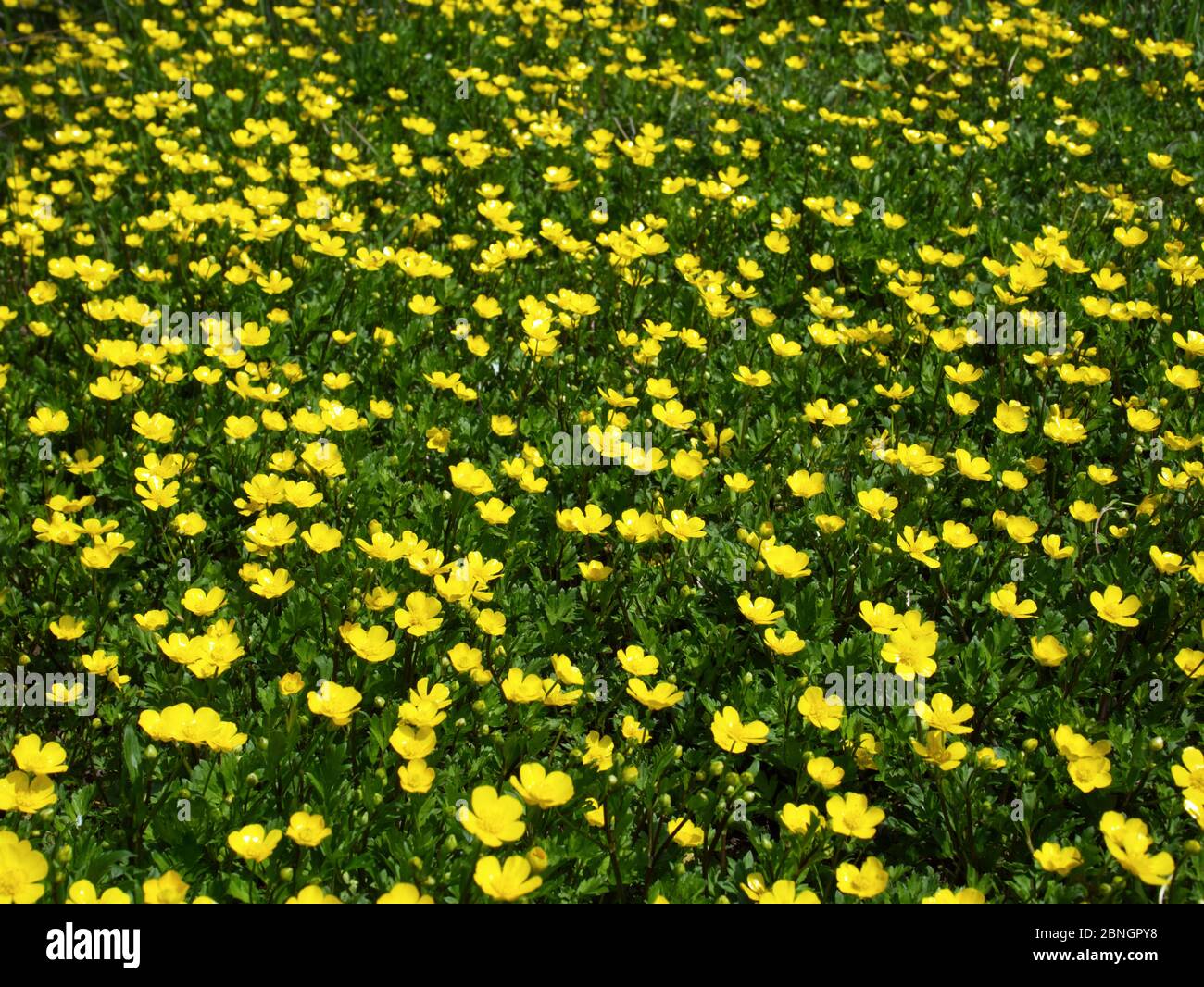 In May, Ranunculus Ranunculus, Bleed (Ranunculus acris L.) blooms in ...