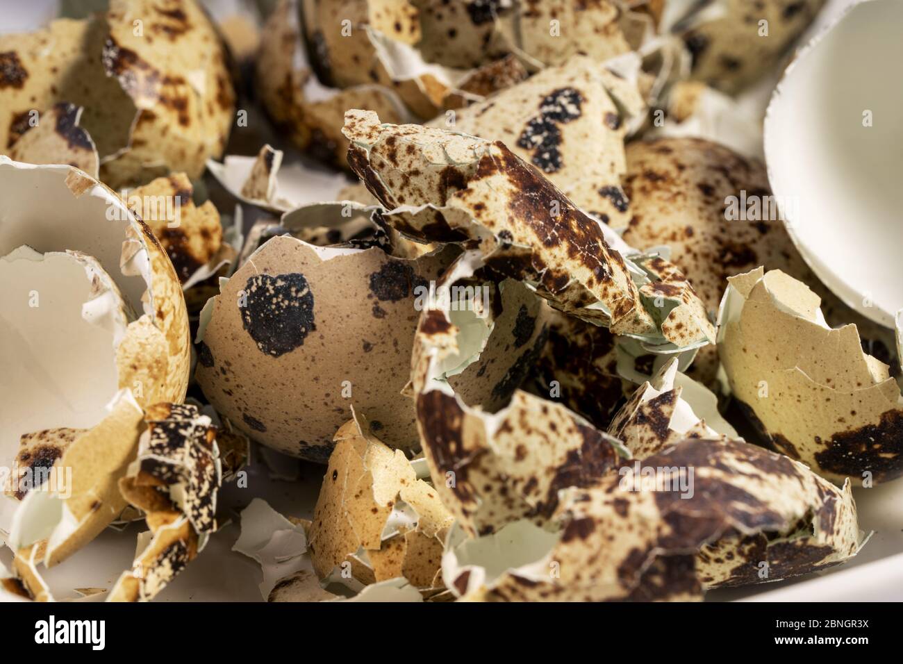 Broken speckled quail egg shell, cracked eggshell background. Quail ...