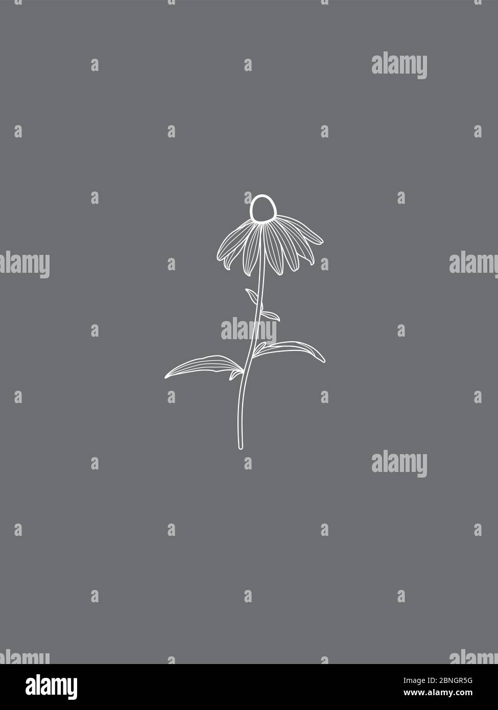 Rudbeckia plants Stock Vector Images - Alamy