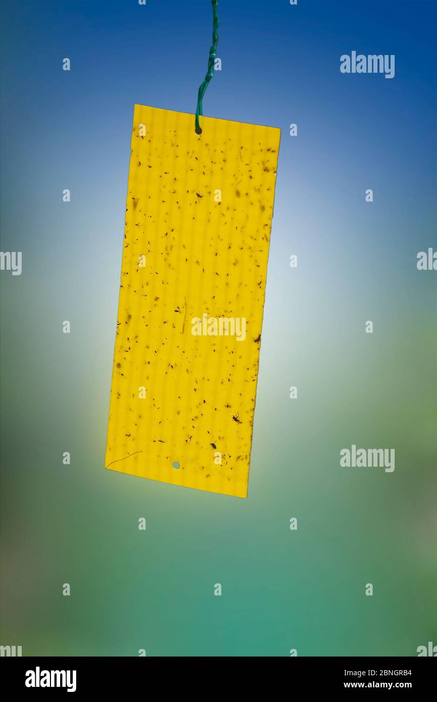 Sticky Yellow Trap for Invasive Small Insects Hanging in Garden Stock ...