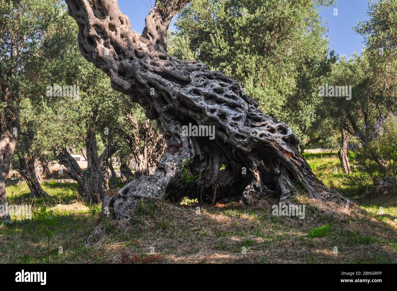 Gnarled, split and twisted trunk of olive tree outdoors in Montenegro ...