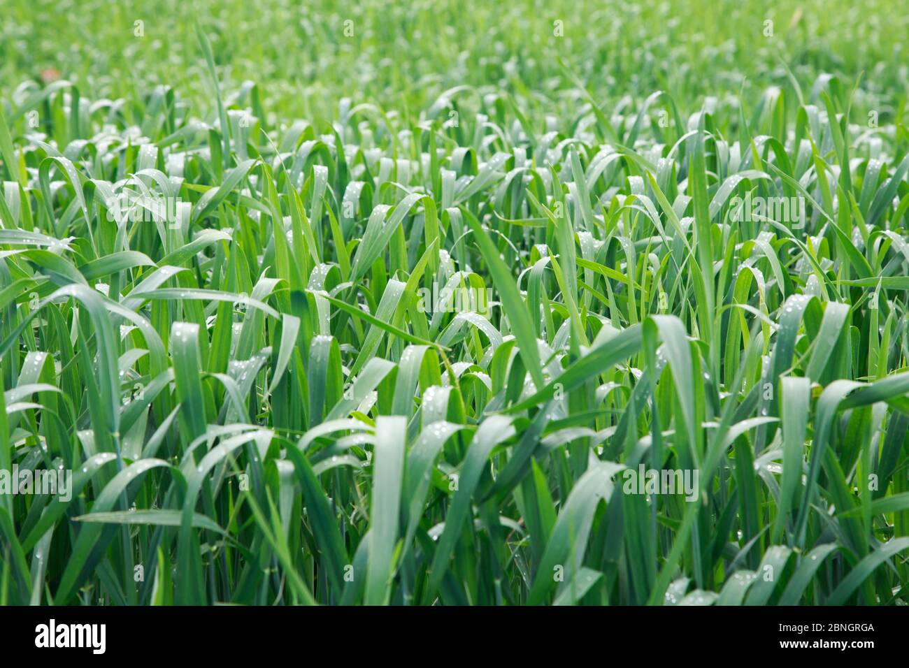 Spring sprout. Juicy green background Stock Photo - Alamy