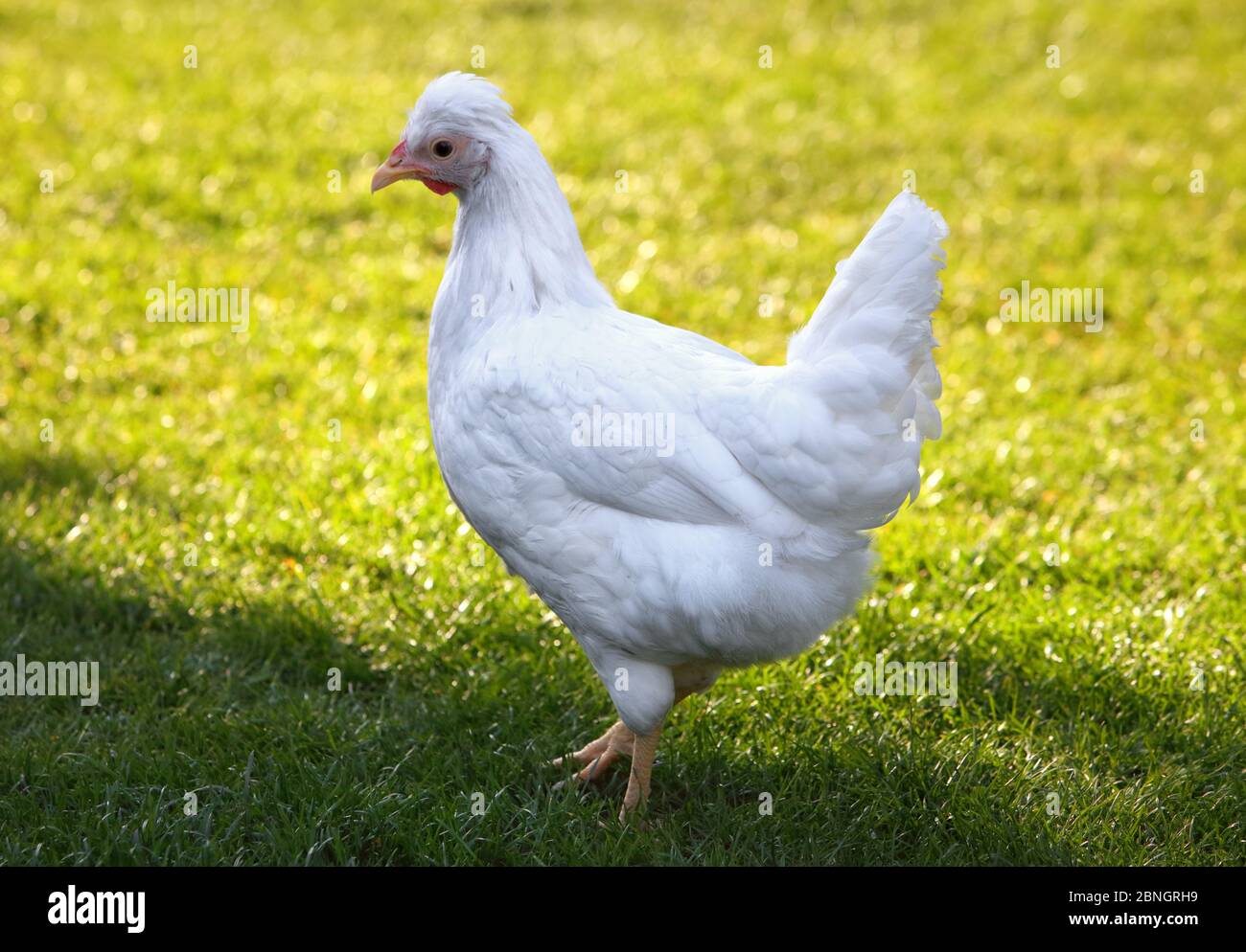 Chicken in outdoor on grass, Farm Stock Photo - Alamy