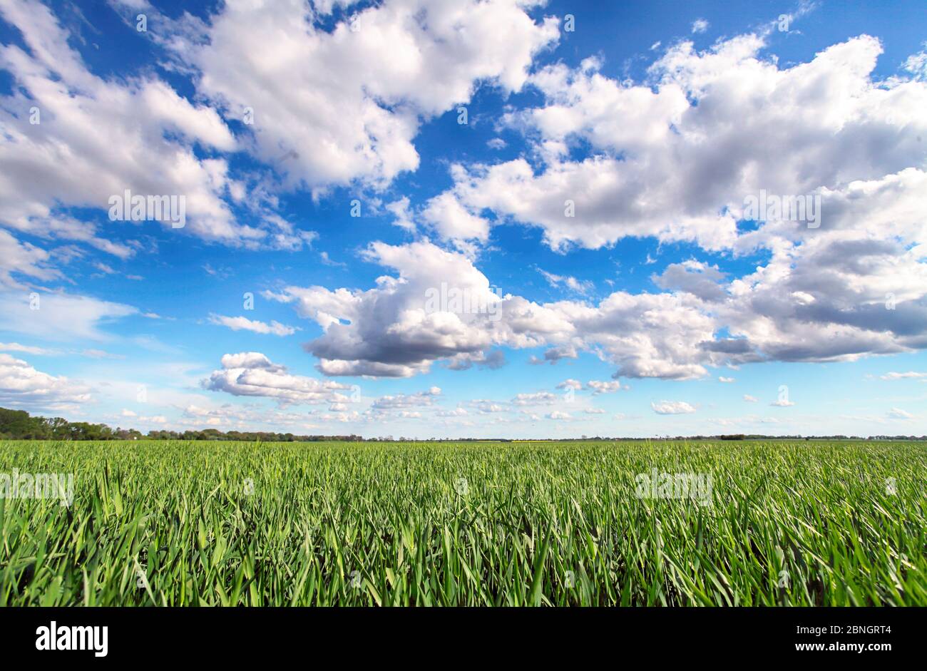 Green field with blue sky and clouds Stock Photo - Alamy