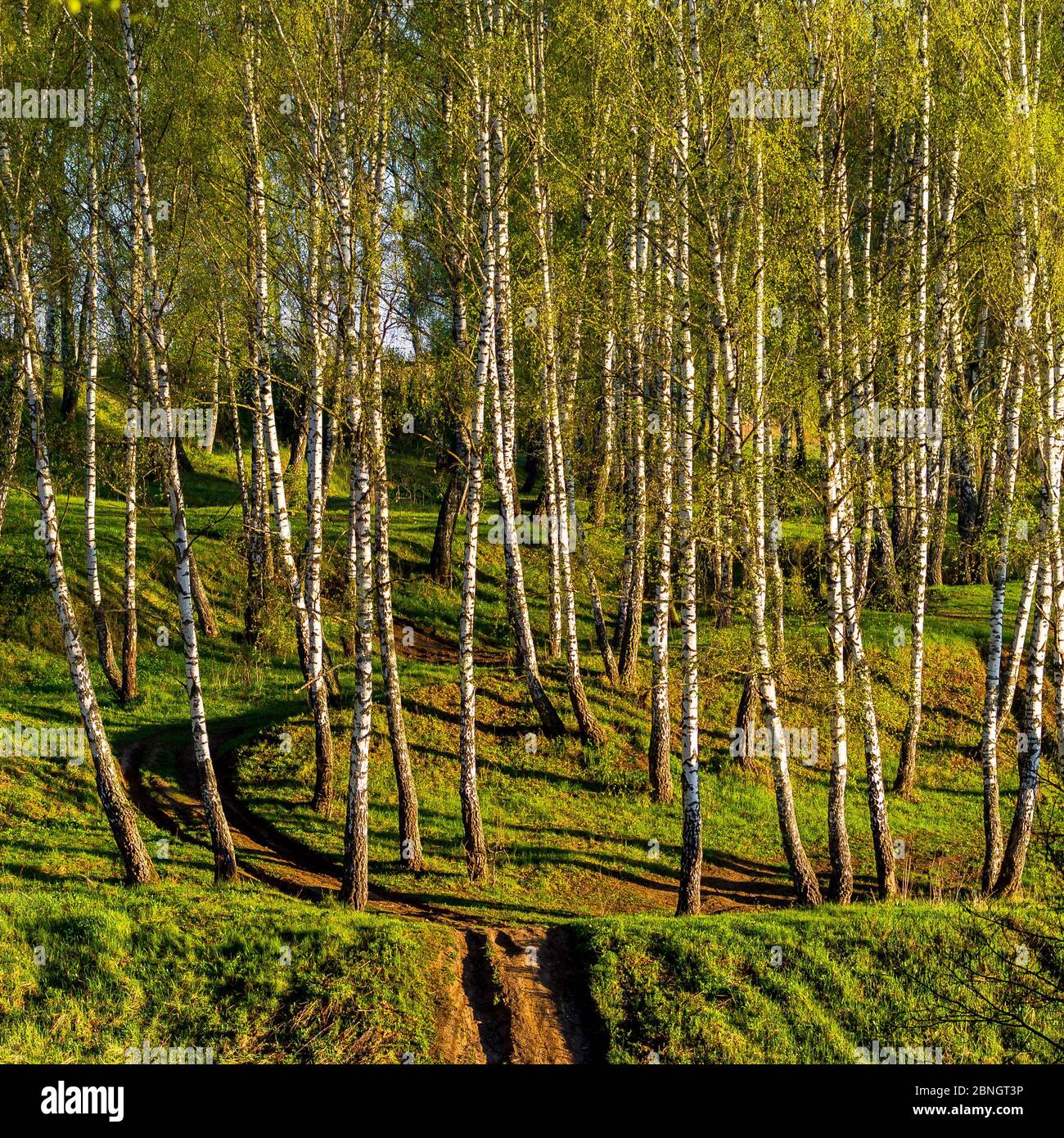Sunrise or sunset in a spring birch forest with young green leaves and ...