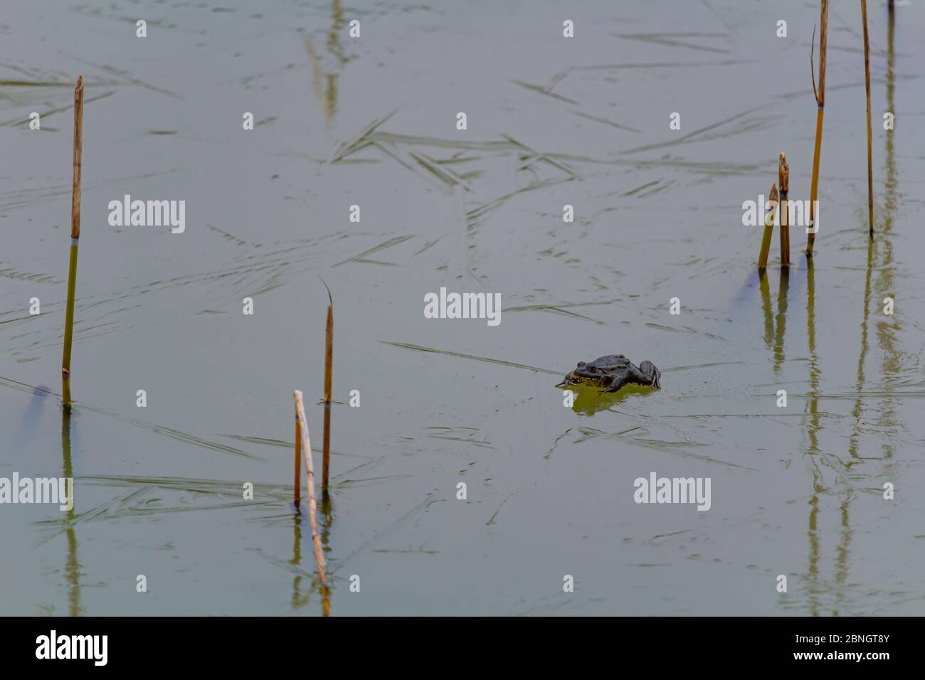 Frog walk on ice, frozen pond in very cold temperature. Czech republic ...