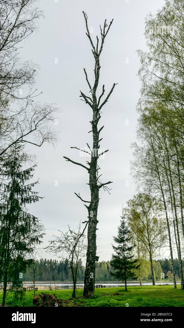 landscape with an old and withered tree silhouette in the center Stock ...