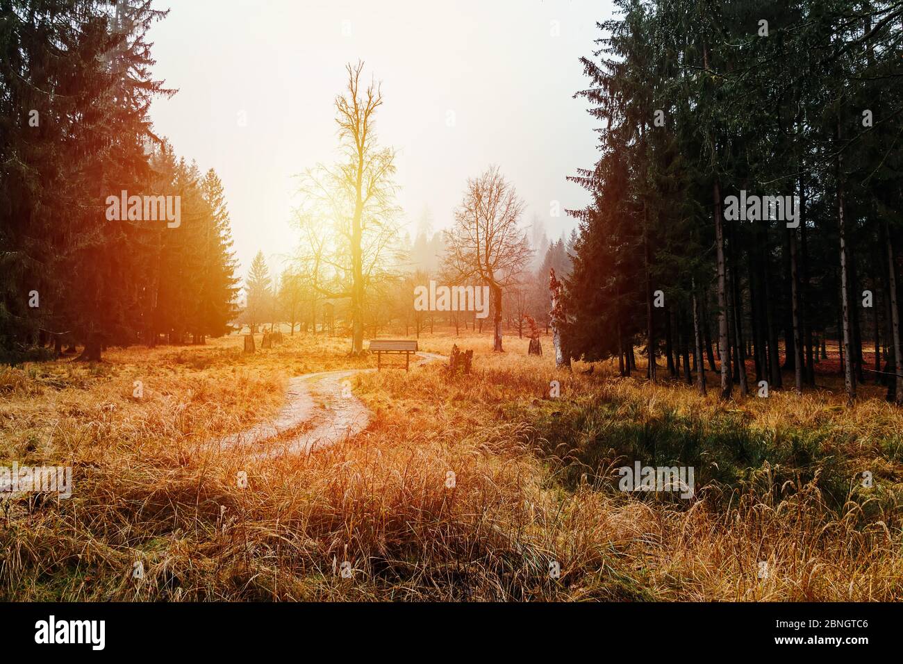 Beautiful czech landscape in forest with path and high grass Stock ...